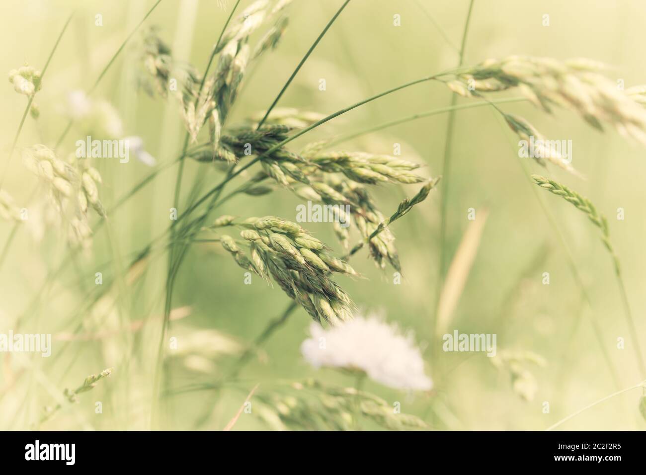 Soft focus plant hi-res stock photography and images - Alamy