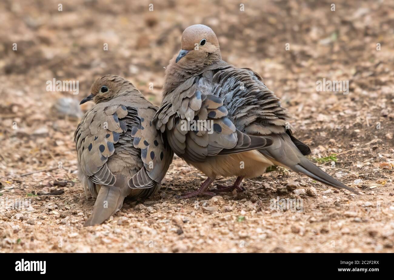 Female mourning doves hi-res stock photography and images - Alamy