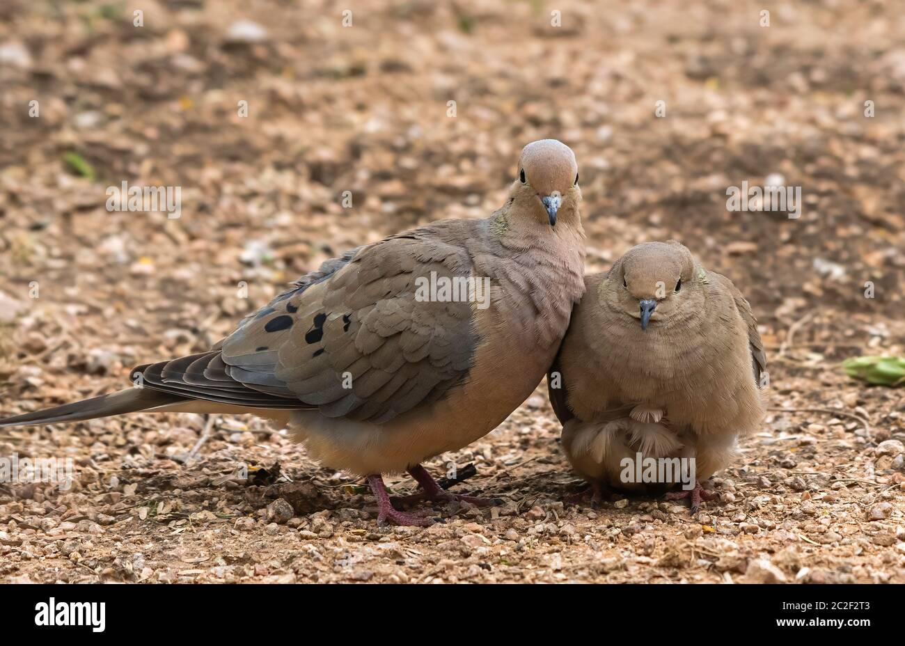 Female mourning doves hi-res stock photography and images - Alamy