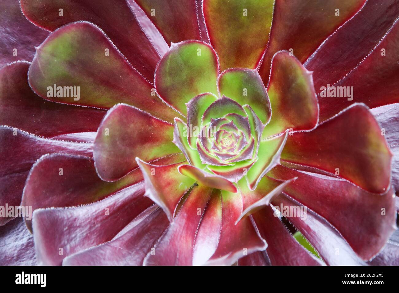 Beautiful red colour hi-res stock photography and images - Alamy