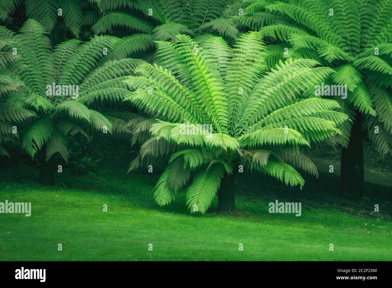typical green fern at south Great Britain UK England Stock Photo - Alamy