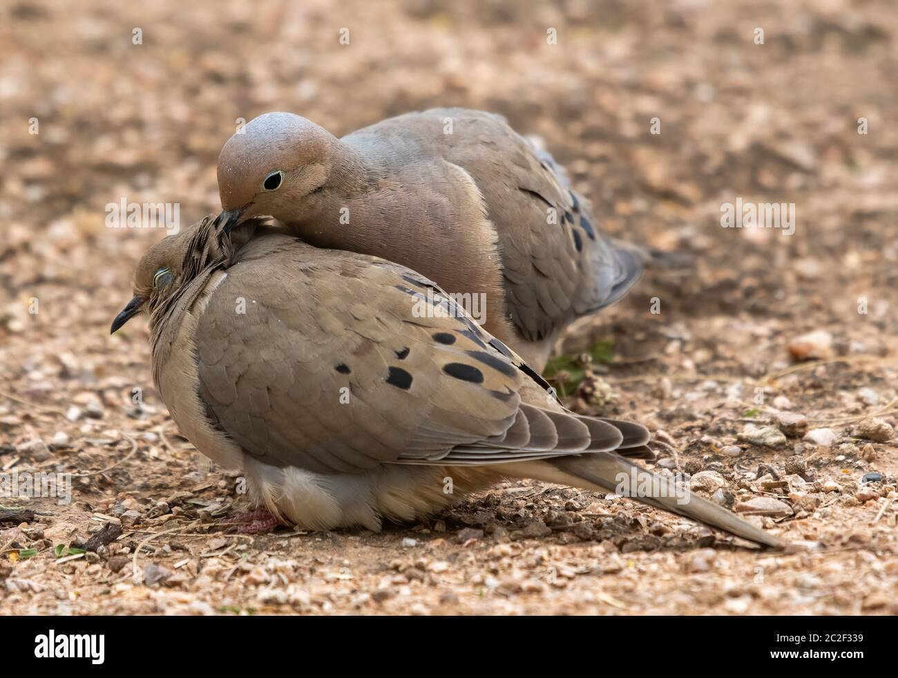 A pair of Mourning Doves, Zenaida macroura, in courtship behavior in ...