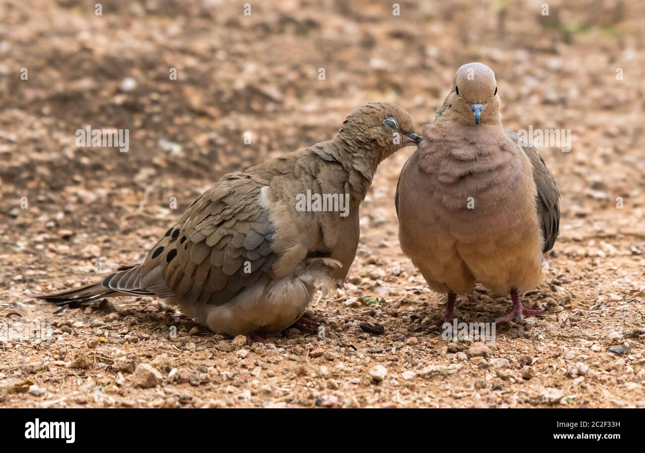 A pair of Mourning Doves, Zenaida macroura, in courtship behavior in ...