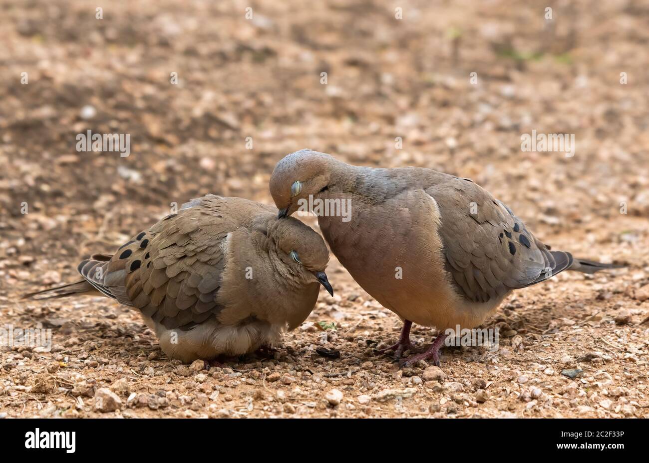 A pair of Mourning Doves, Zenaida macroura, in courtship behavior in ...