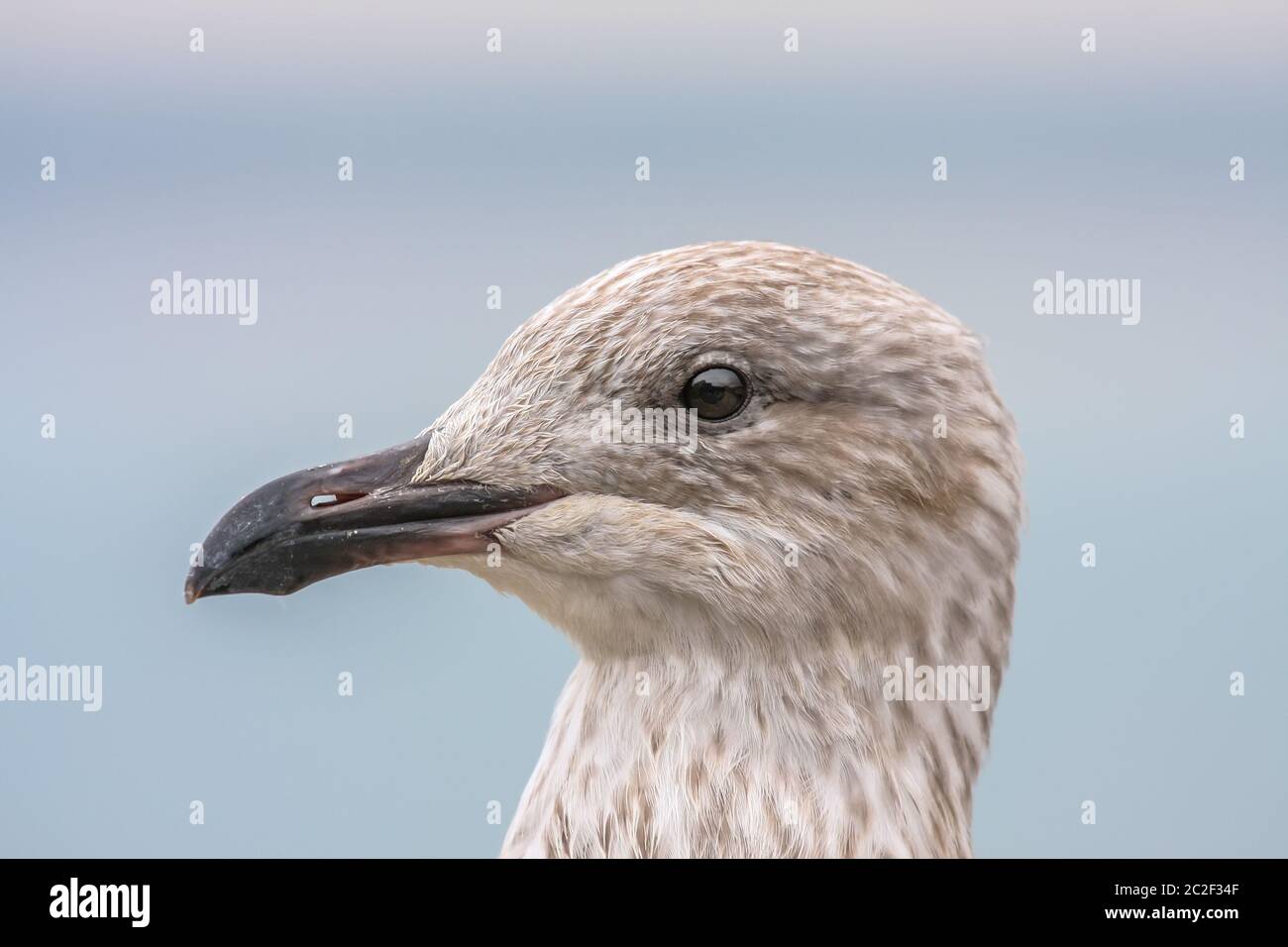 Seagull face hi-res stock photography and images - Alamy