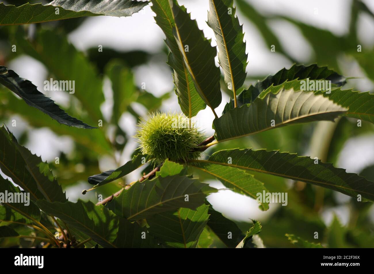 Chestnut tree fruit hi-res stock photography and images - Alamy
