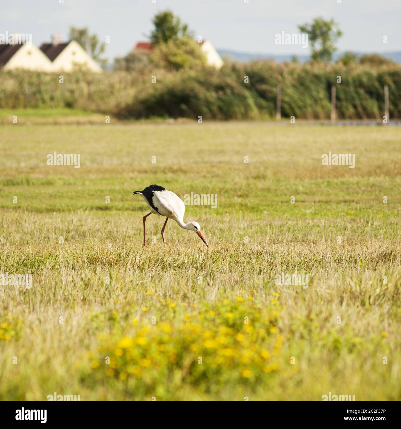 White stork bird hunting in hi-res stock photography and images - Alamy