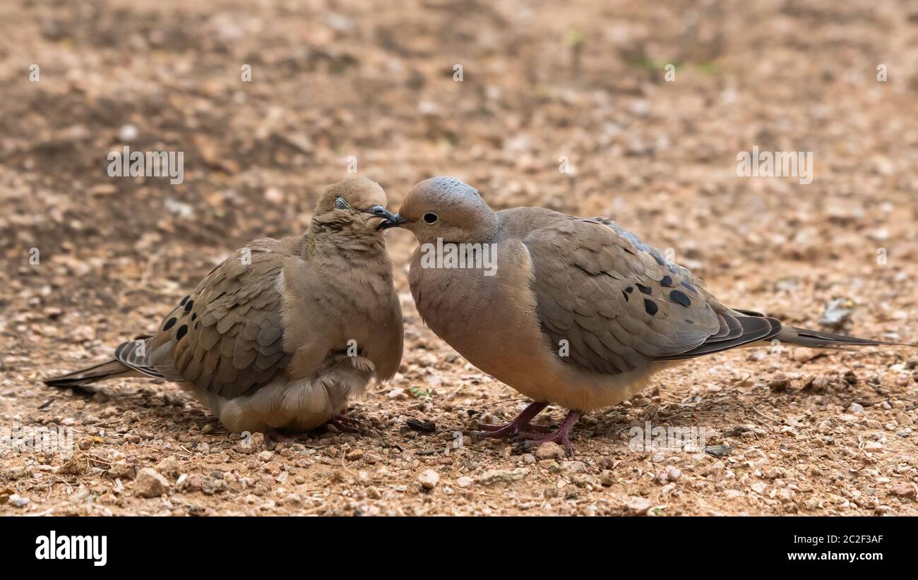 Female mourning doves hi-res stock photography and images - Alamy