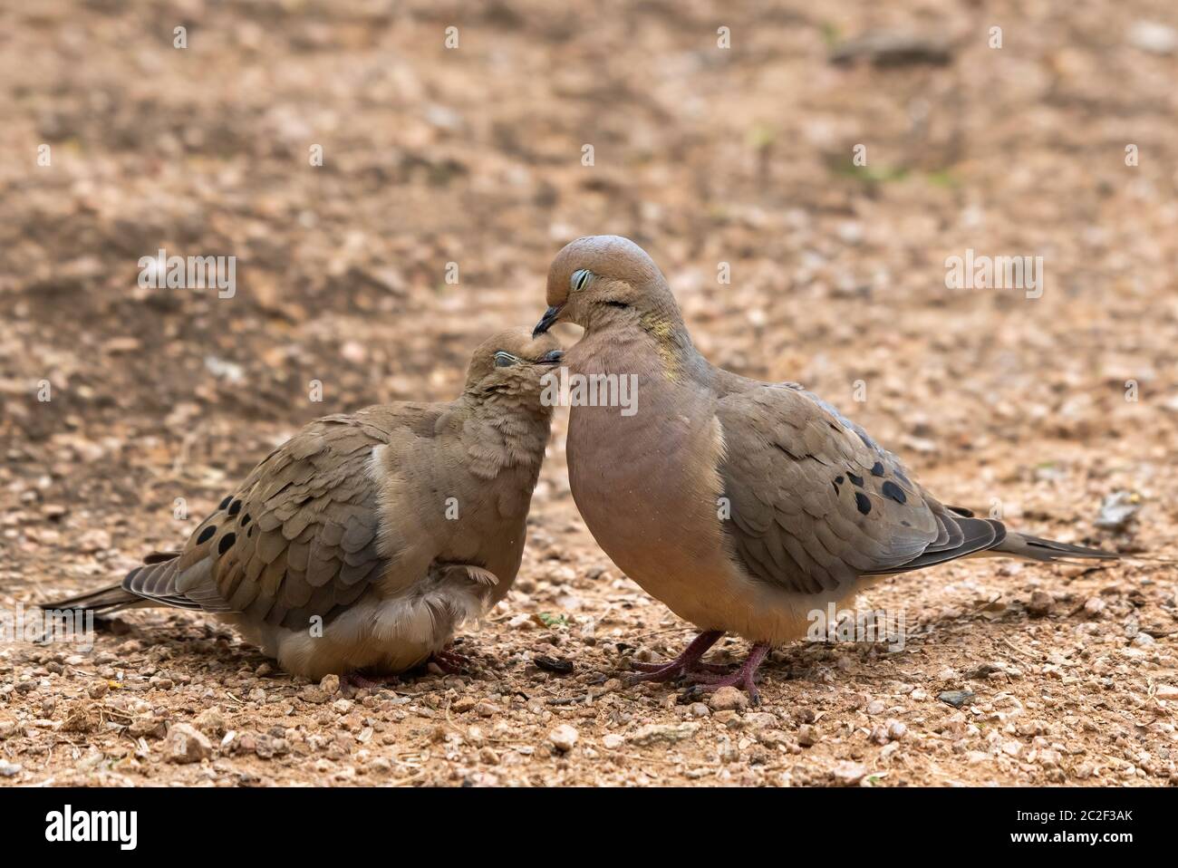 Mourning doves zenaida macroura hi-res stock photography and images - Alamy