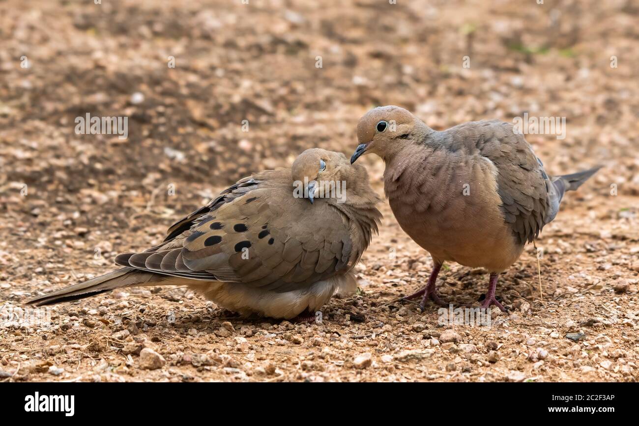 A pair of Mourning Doves, Zenaida macroura, in courtship behavior in ...