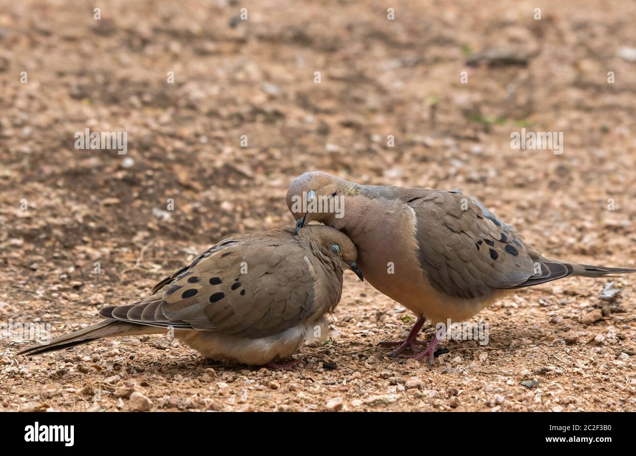 Female mourning doves hi-res stock photography and images - Alamy