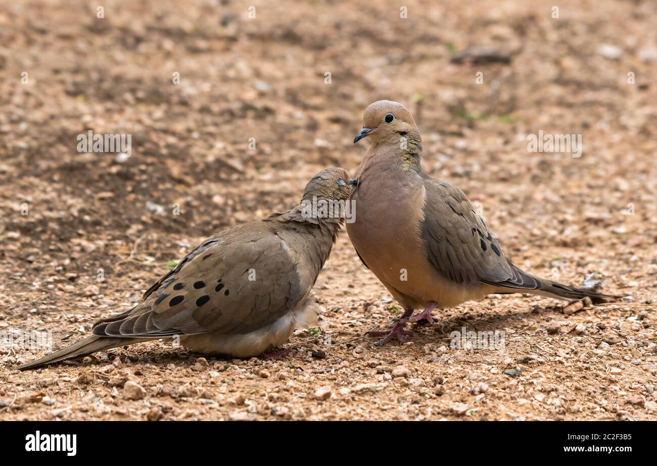 Female mourning doves hi-res stock photography and images - Alamy