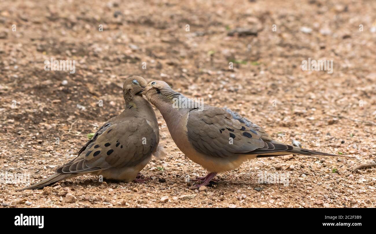 A pair of Mourning Doves, Zenaida macroura, in courtship behavior in ...