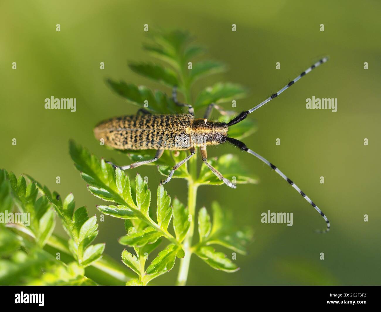 Agapanthia hi-res stock photography and images - Alamy