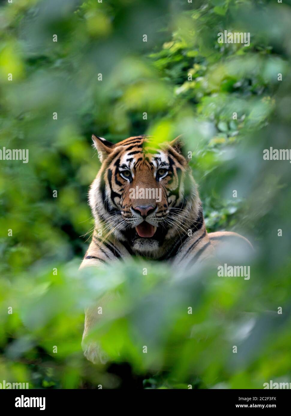 Panther lay down hi-res stock photography and images - Alamy