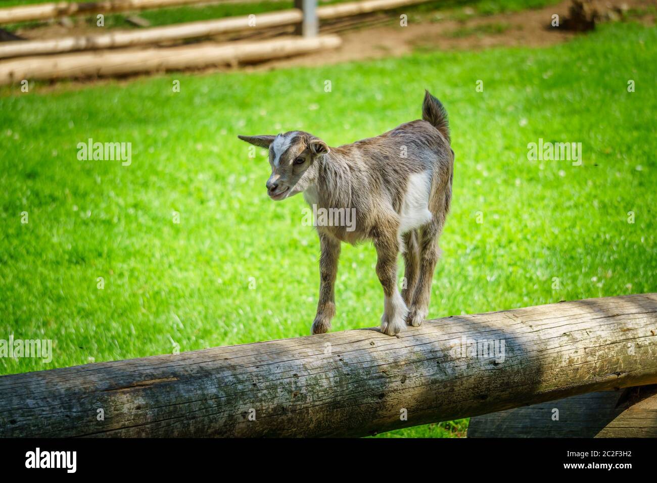 Goat Teeth High Resolution Stock Photography and Images - Alamy