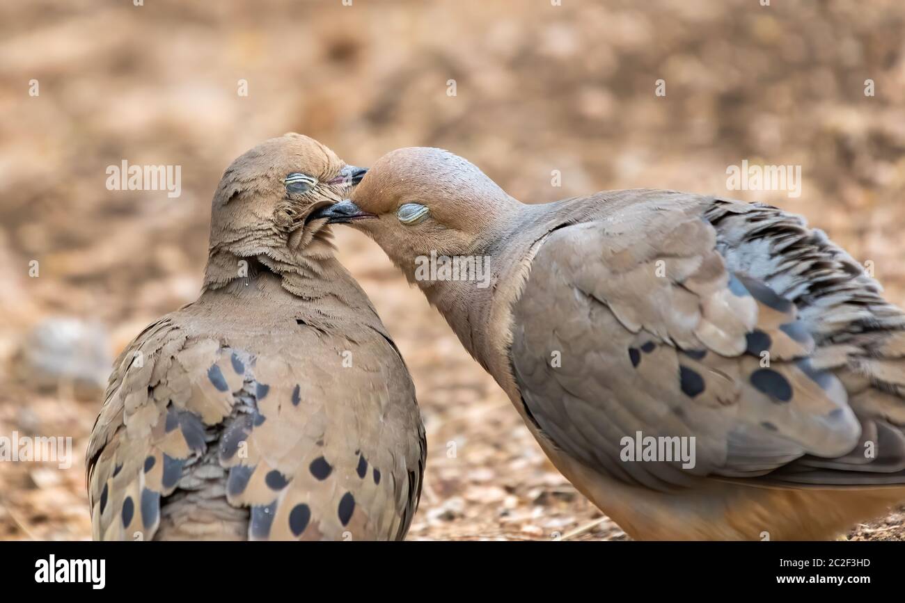 A pair of Mourning Doves, Zenaida macroura, in courtship behavior in ...