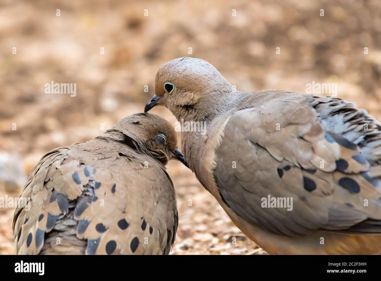 Female mourning doves hi-res stock photography and images - Alamy