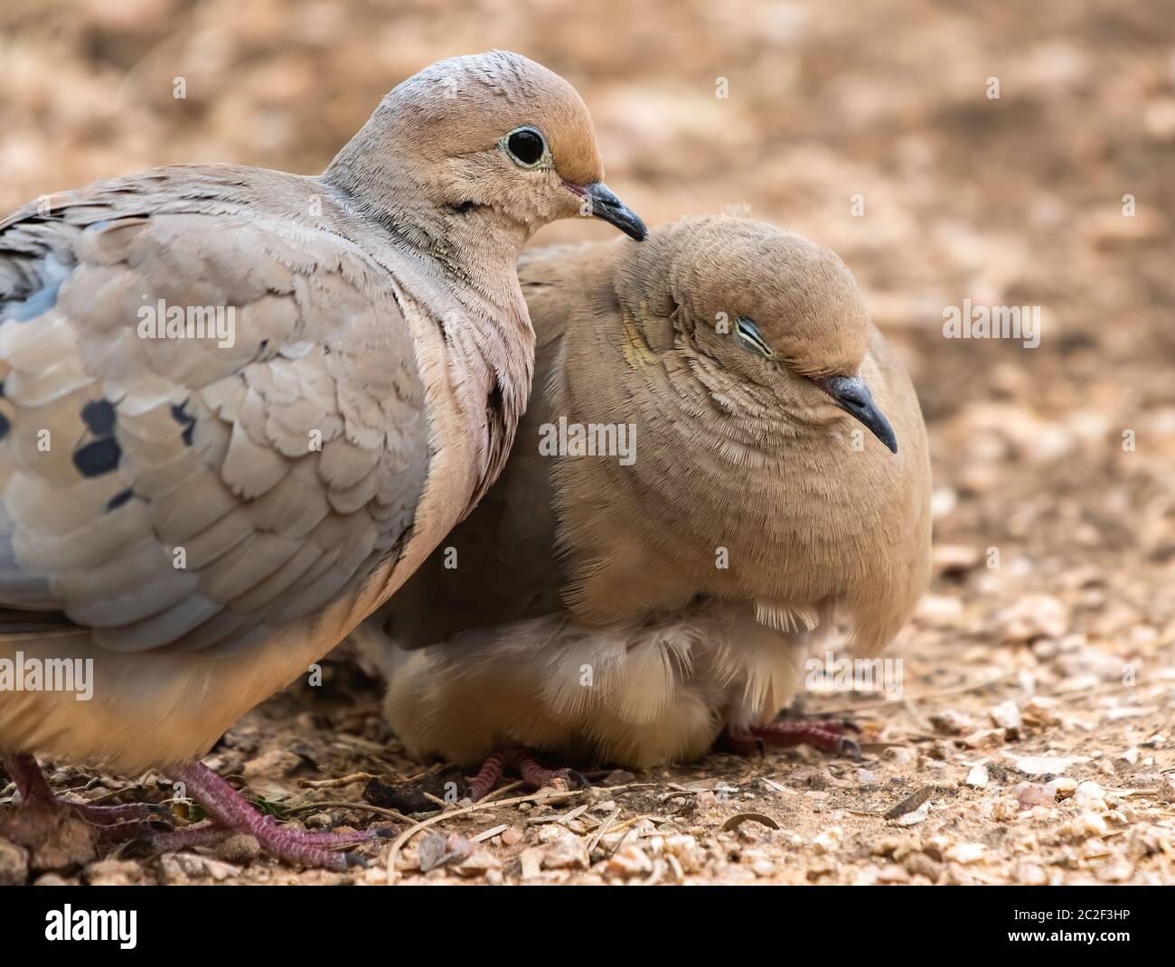 A pair of Mourning Doves, Zenaida macroura, in courtship behavior in ...