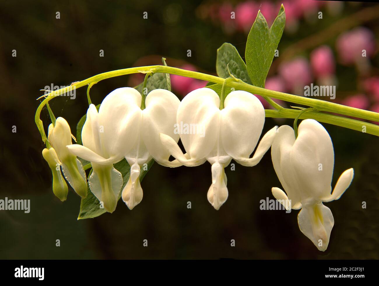 Bleeding hearts in garden hi-res stock photography and images - Alamy