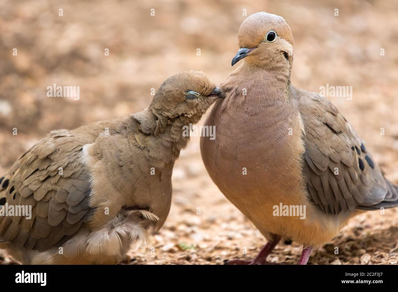 A pair of Mourning Doves, Zenaida macroura, in courtship behavior in ...