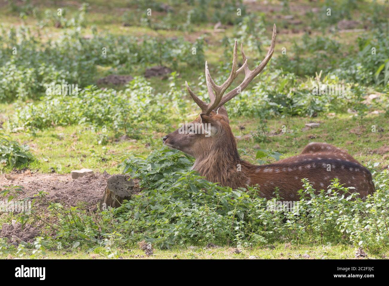 Side view of lying Persian fallow deer. The animal is looking ahead ...