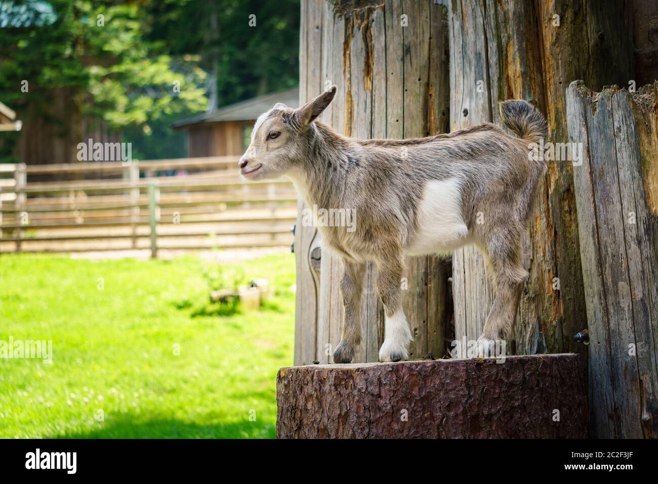 Goat teeth hi-res stock photography and images - Alamy