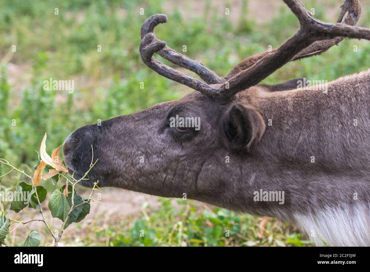 Side view of eating reindeer closeup. Horizontally Stock Photo - Alamy