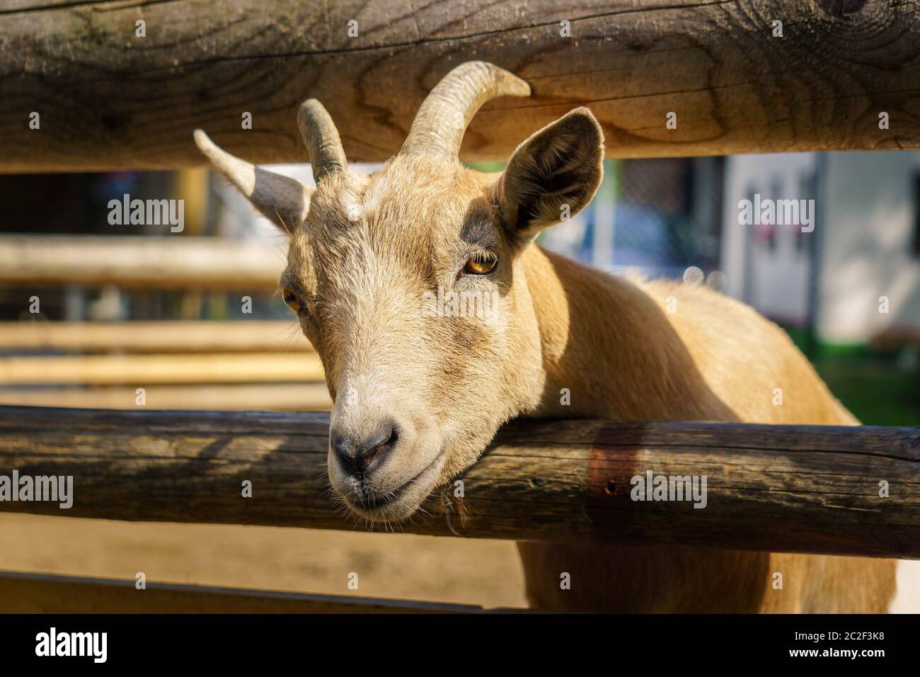 Animal lining hi-res stock photography and images - Alamy