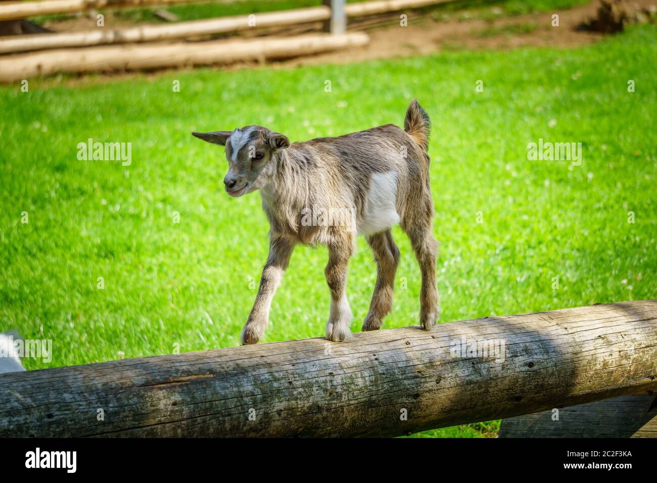 Goat Teeth High Resolution Stock Photography and Images - Alamy