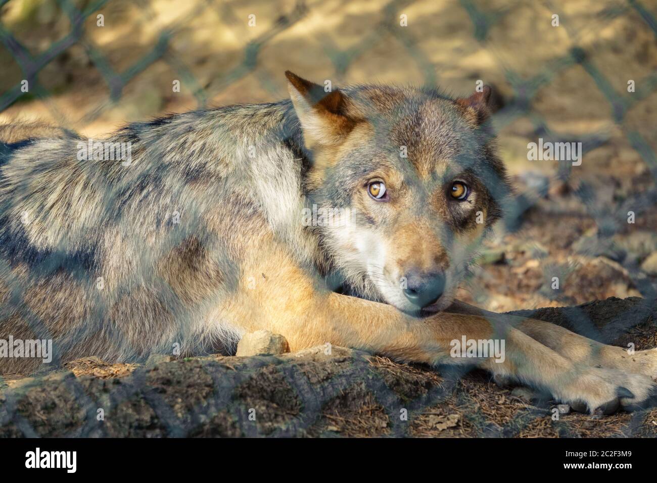 Captive wolf hi-res stock photography and images - Alamy