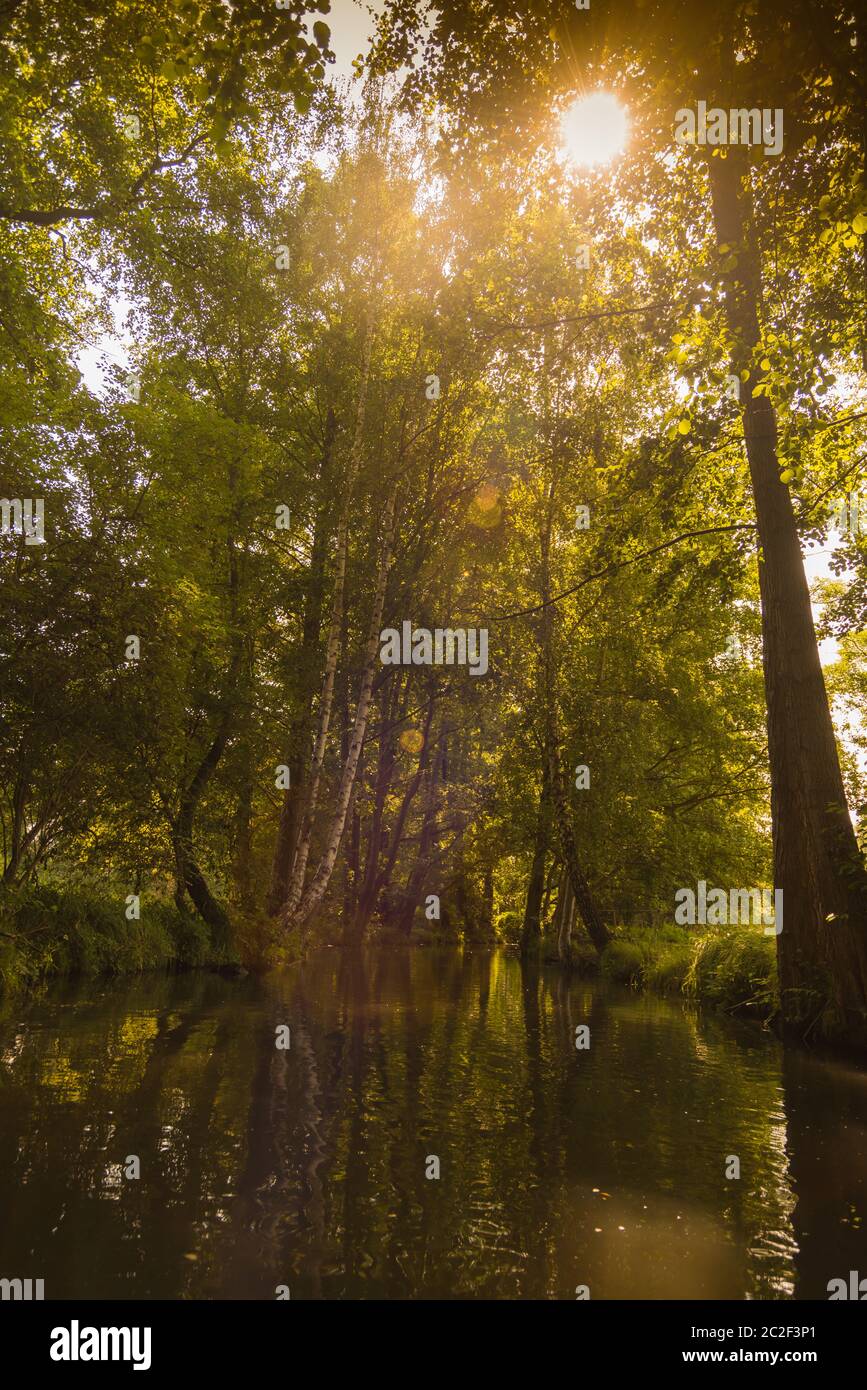 Water canal in the spree forest Stock Photo - Alamy