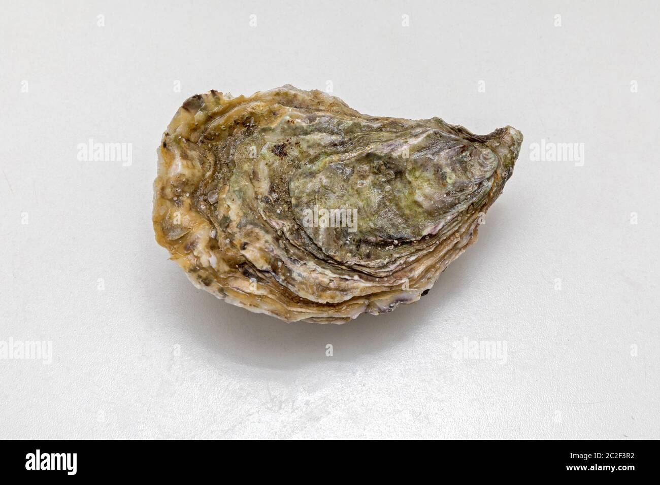 One Fresh Closed Oyster Shell Seafood Stock Photo - Alamy