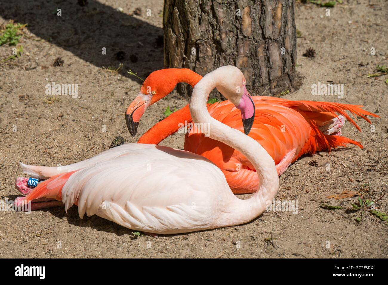 Two flamingo heads pink and red color outside Stock Photo - Alamy
