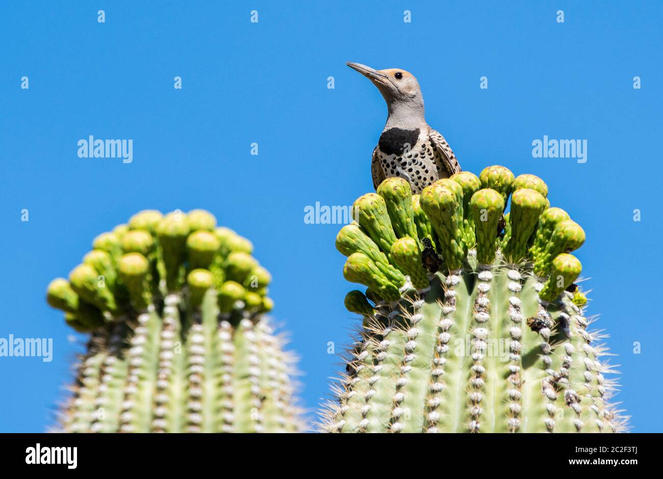 Female Gilded Flicker High Resolution Stock Photography and Images - Alamy