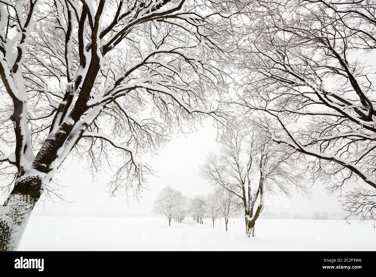 Trees covered in snow during a storm Stock Photo - Alamy