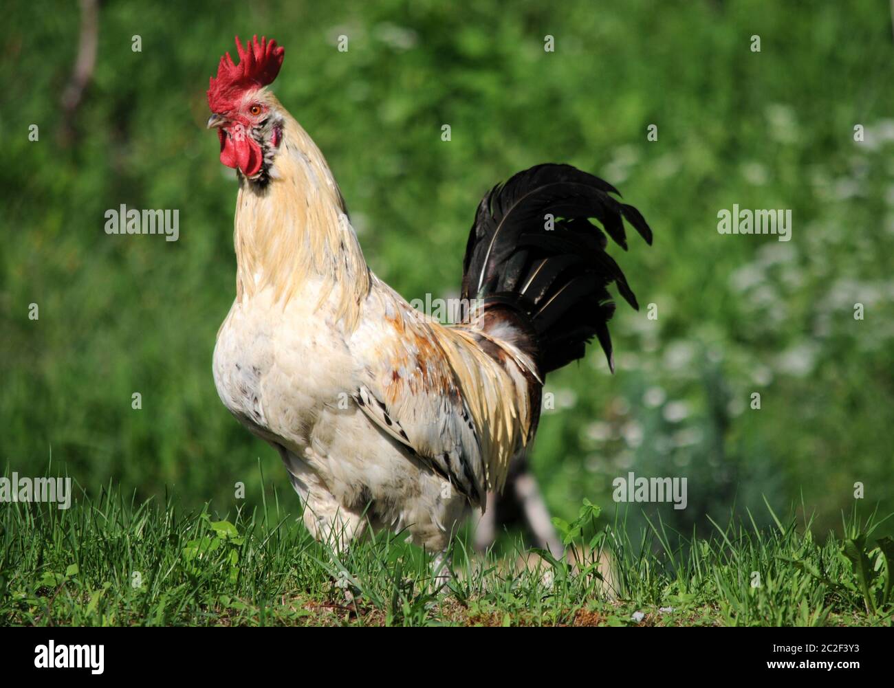 Rooster alive in the countryside Stock Photo - Alamy