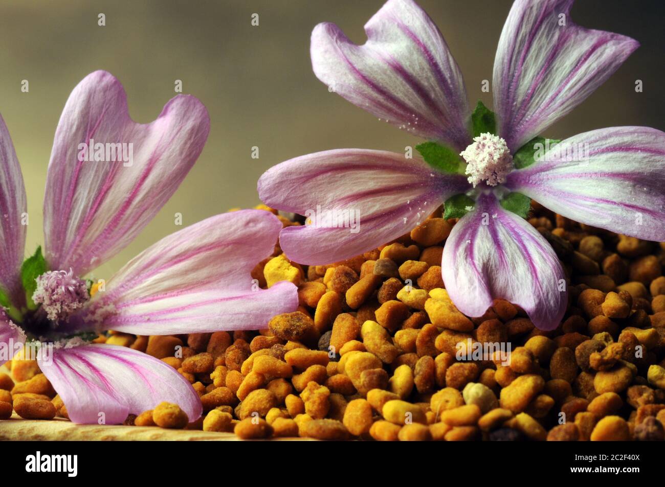 Granular pollen with mallow flower Stock Photo - Alamy