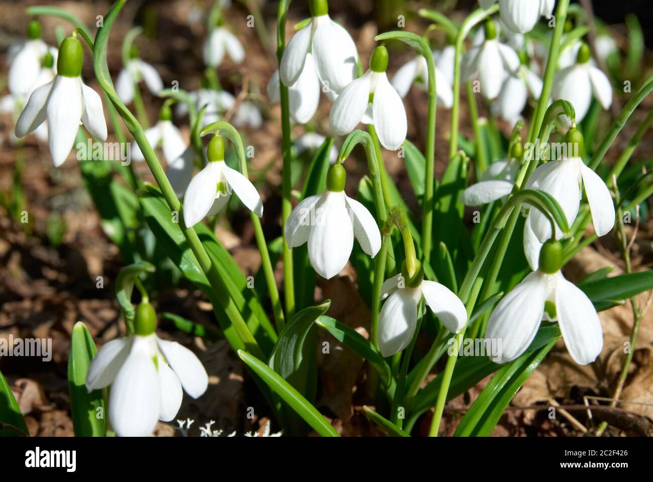 Spring snowdrop flowers with snow in the forest Stock Photo - Alamy
