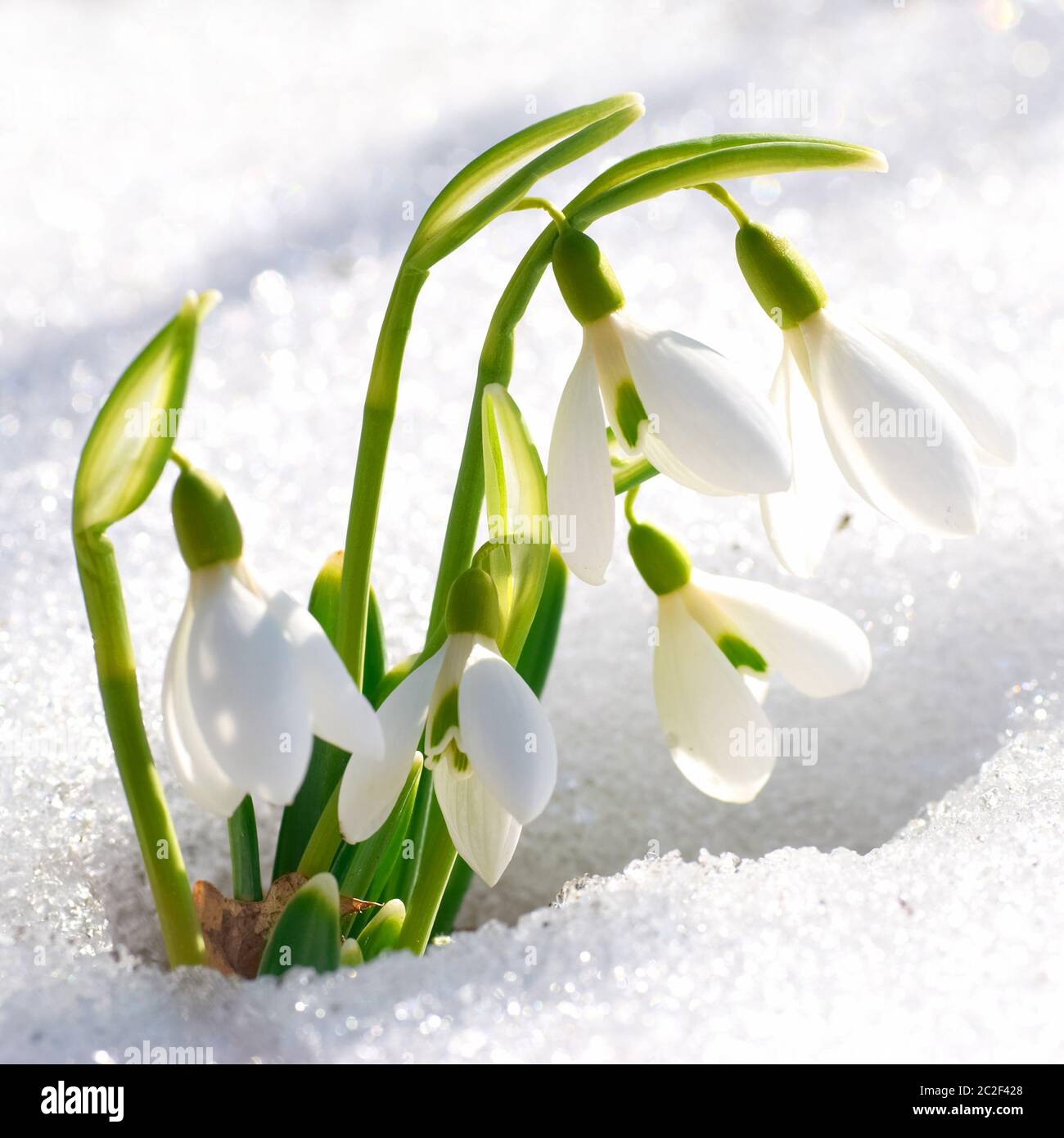 Spring snowdrop flowers with snow in the forest Stock Photo - Alamy