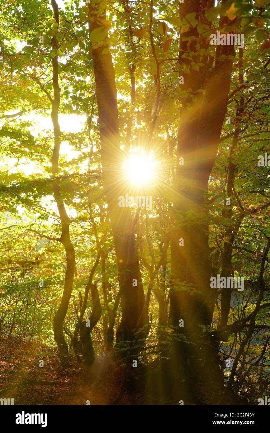 Green forest with trees and leaves with bright sun Stock Photo - Alamy