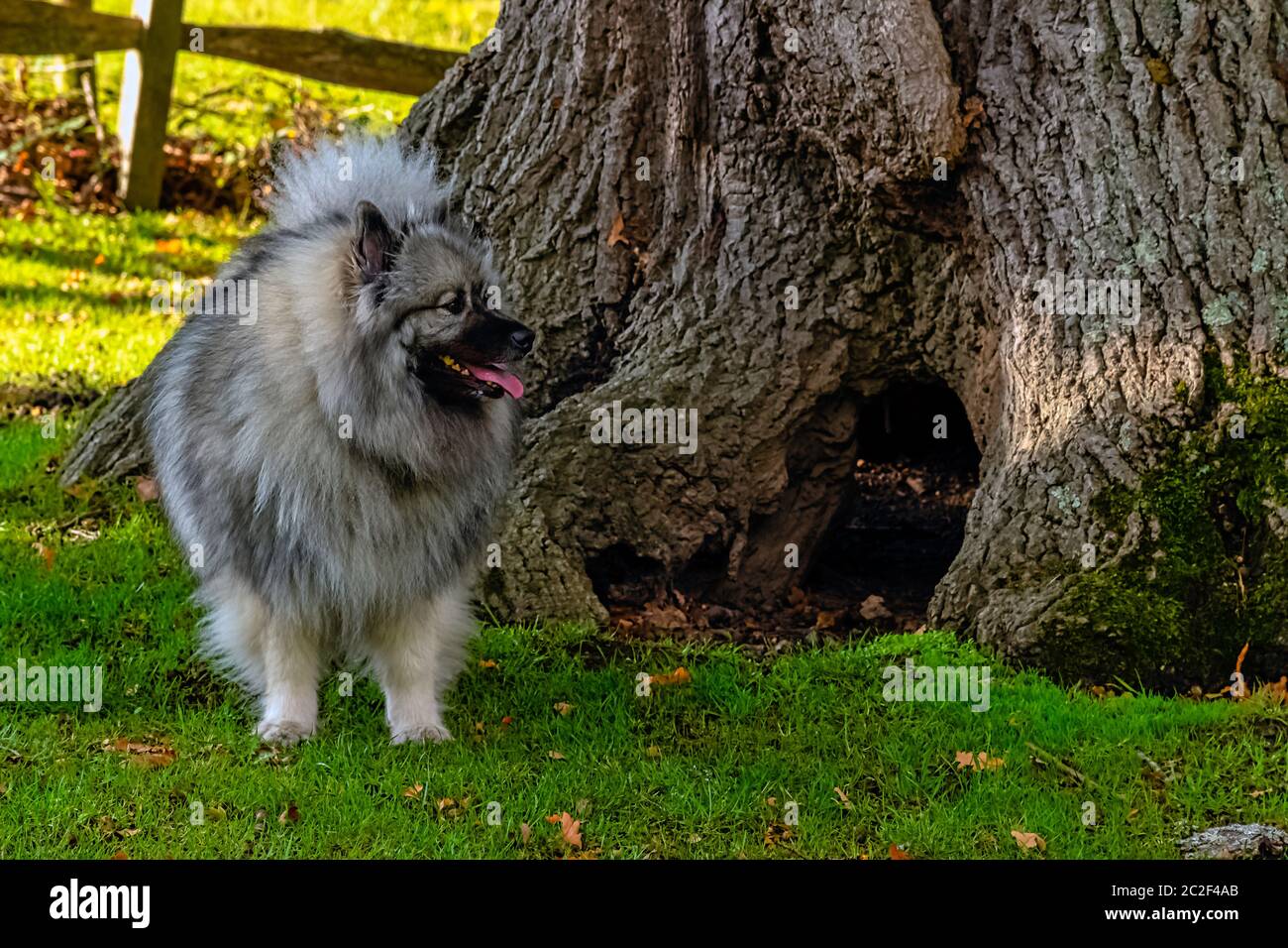 Keeshond is a medium-sized dog with a plush, two-layer coat of silver ...