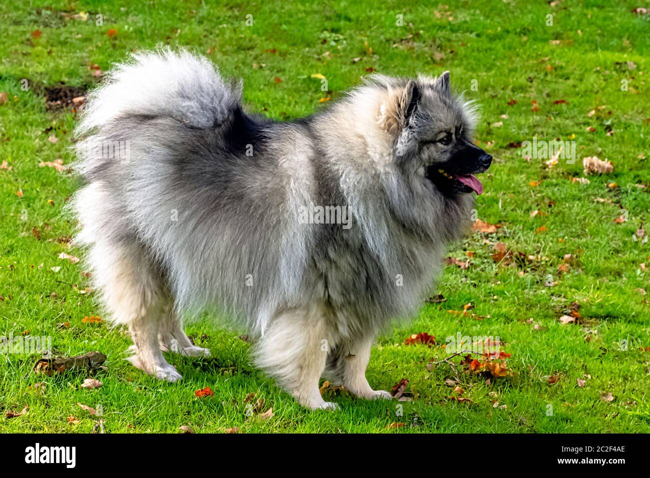 Keeshond is a medium-sized dog with a plush, two-layer coat of silver ...