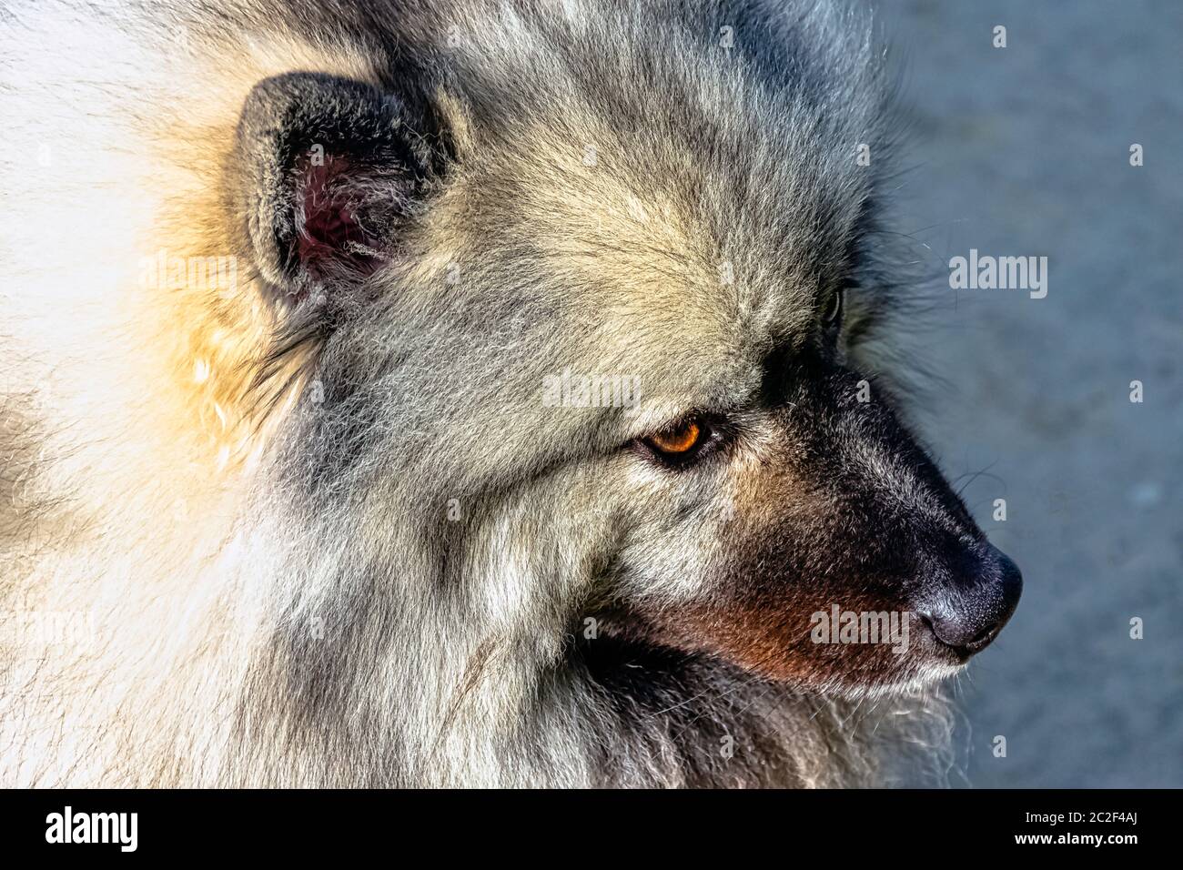 Keeshond is a medium-sized dog with a plush, two-layer coat of silver ...