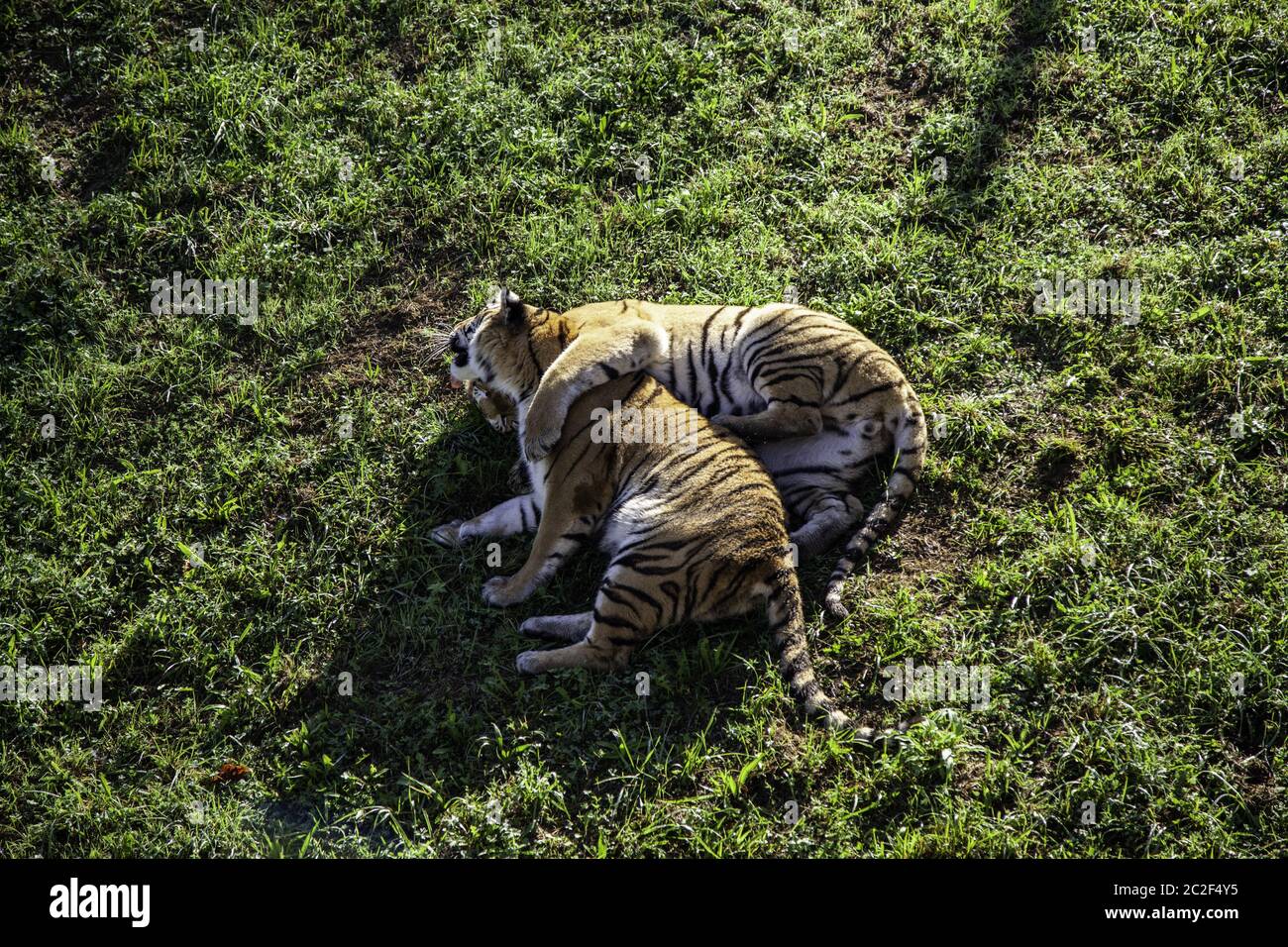 Wild tiger in the jungle, exotic animal detail Stock Photo - Alamy