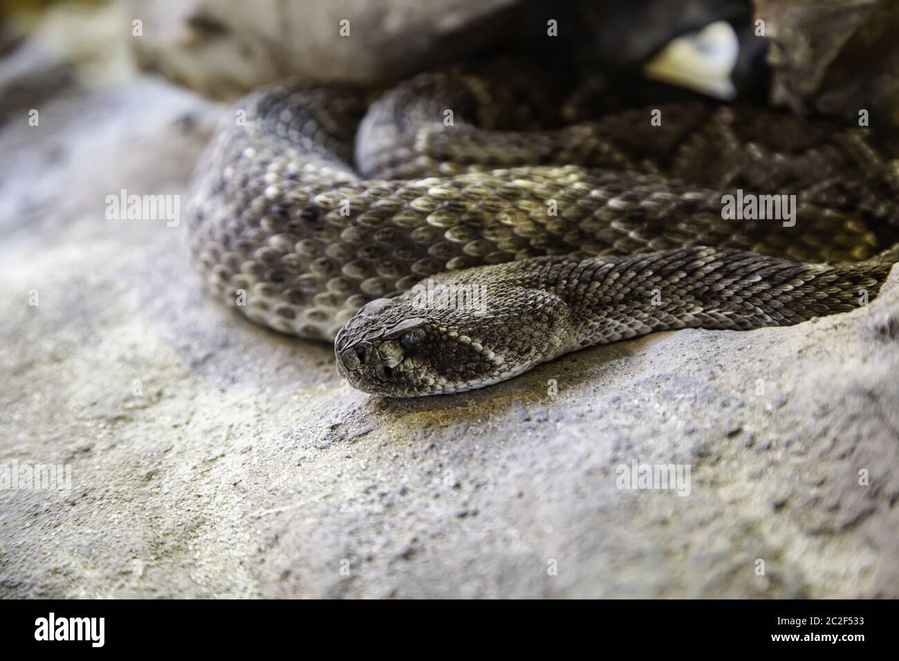 Wild poisonous snake, dangerous animal detail, deadly poison Stock ...