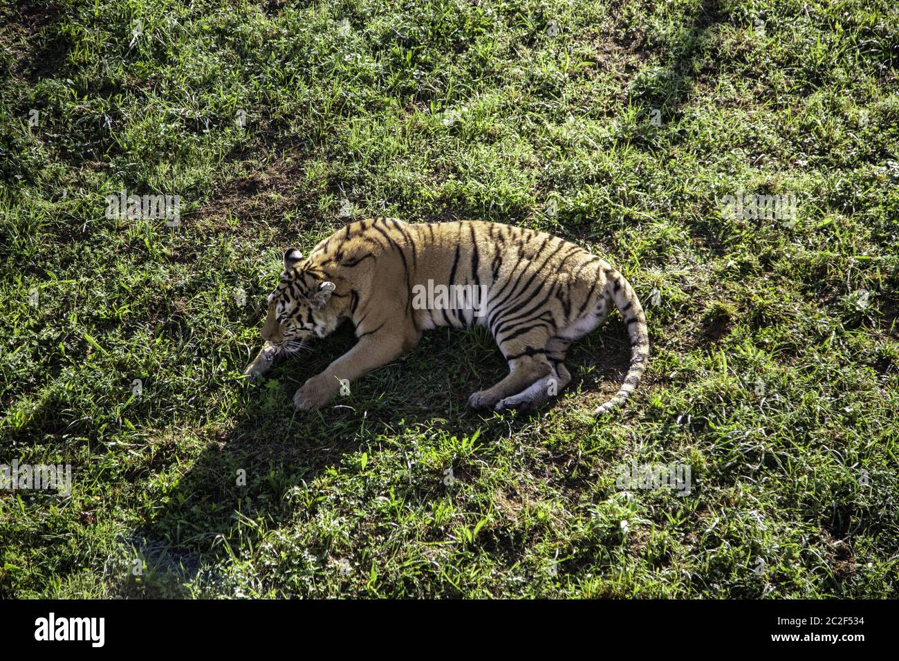 Wild tiger in the jungle, exotic animal detail Stock Photo - Alamy
