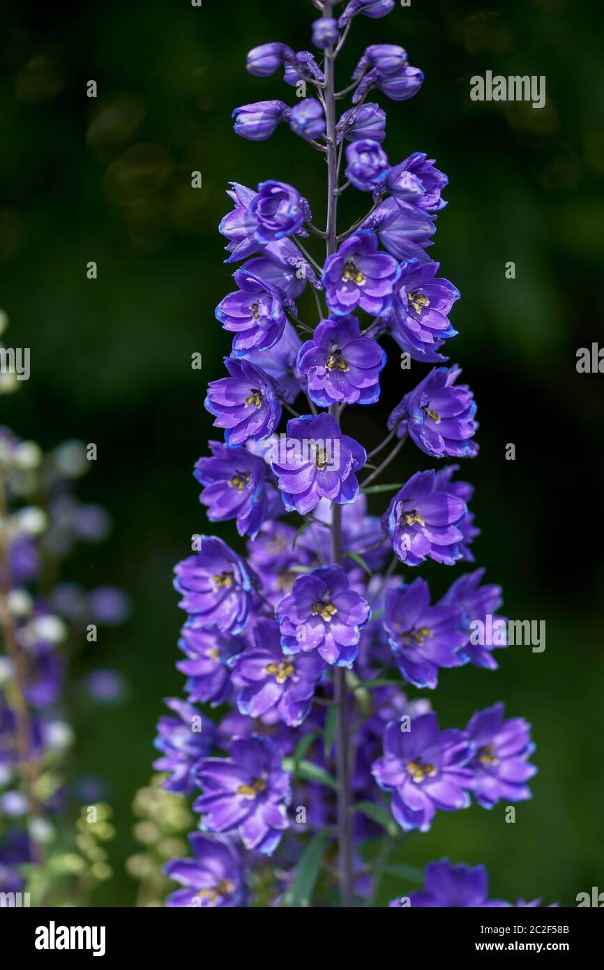 Violet Delphinium larkspur flowers in full bloom Stock Photo - Alamy