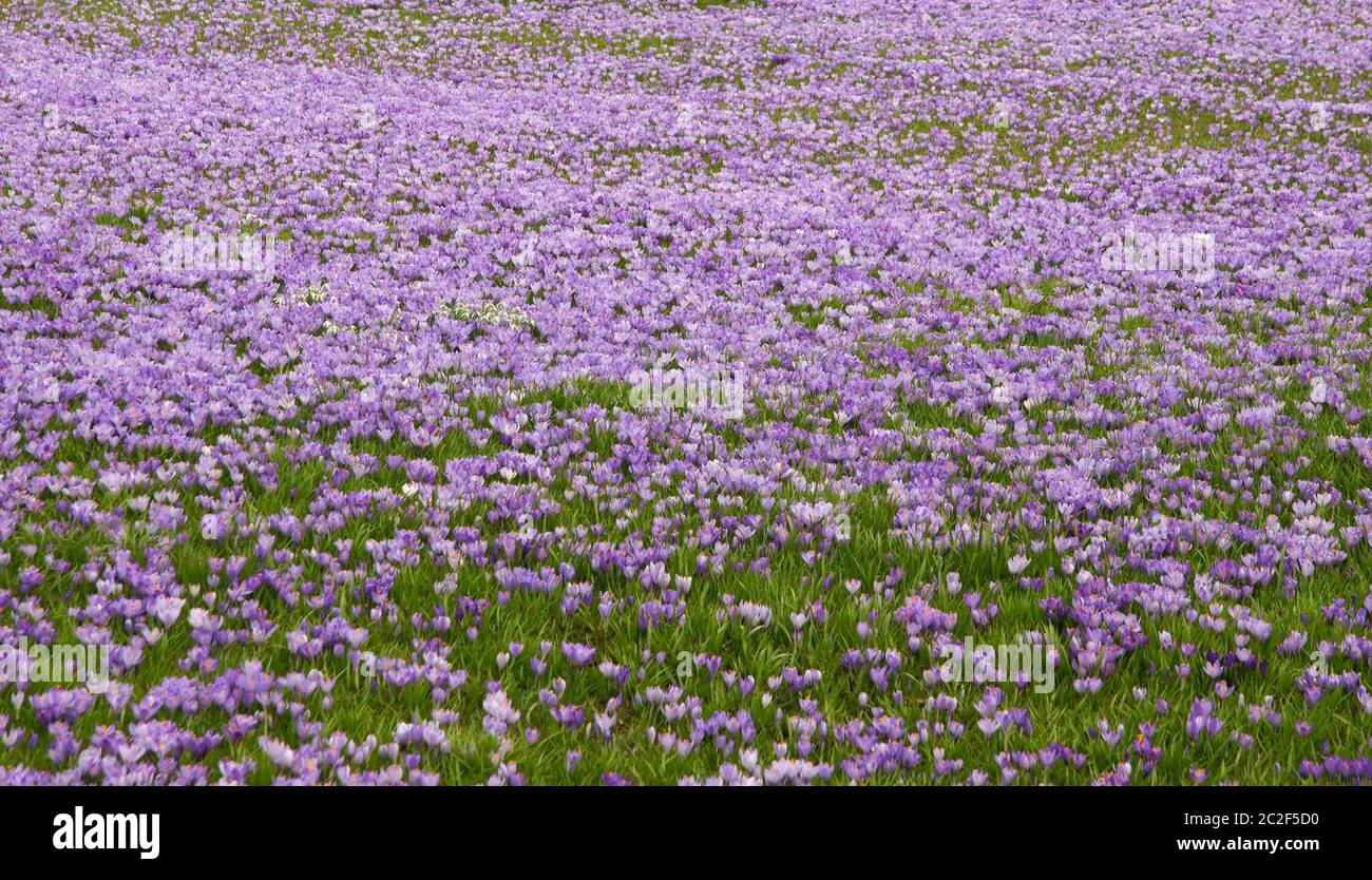 Crocus Flower Meadow in Spring Stock Photo - Alamy
