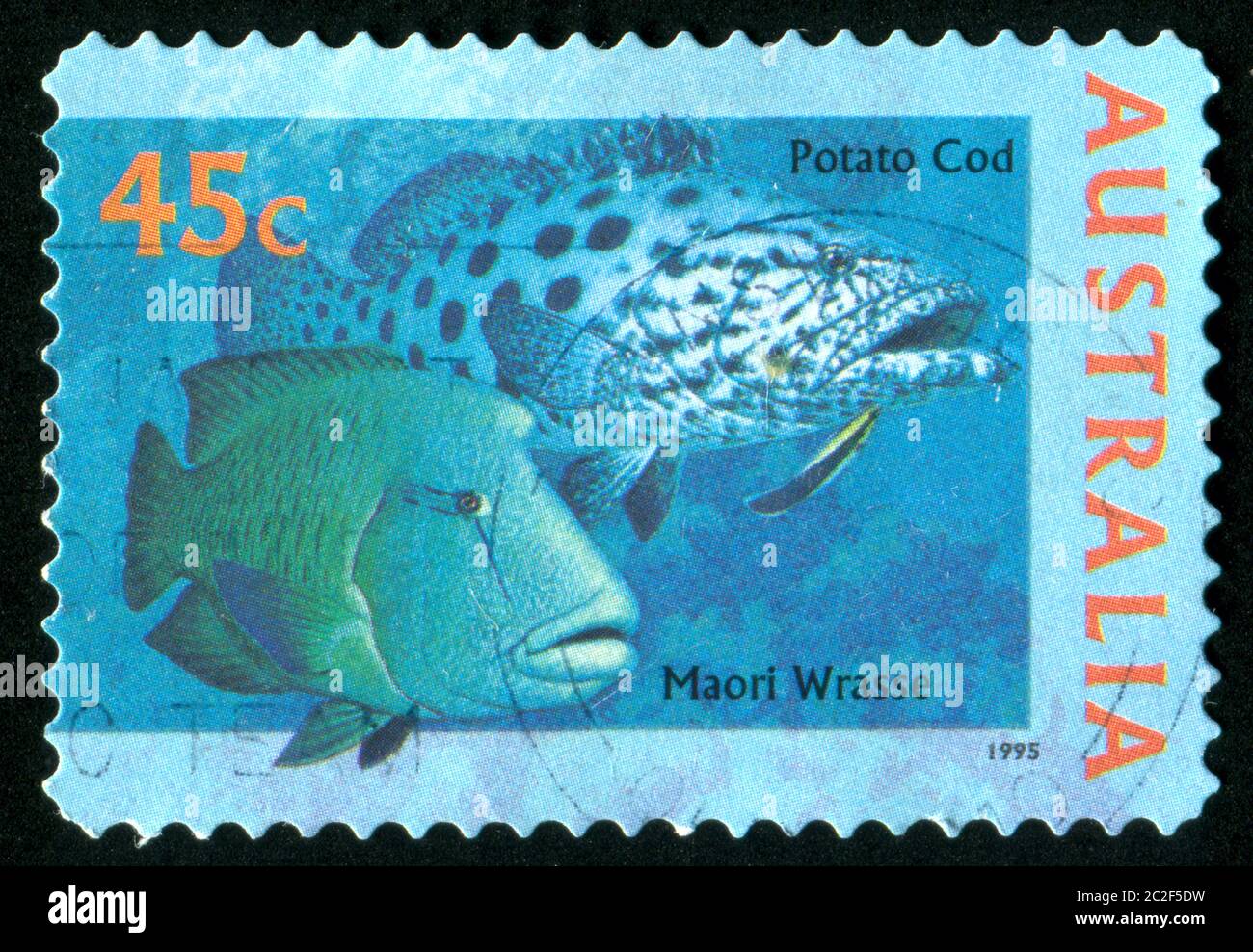 AUSTRALIA - CIRCA 1995: stamp printed by Australia, shows Potato cod ...